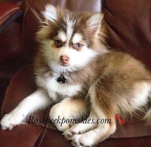 Pomsky Photos - Photos of the Pomsky (Pomeranian Husky Mix)