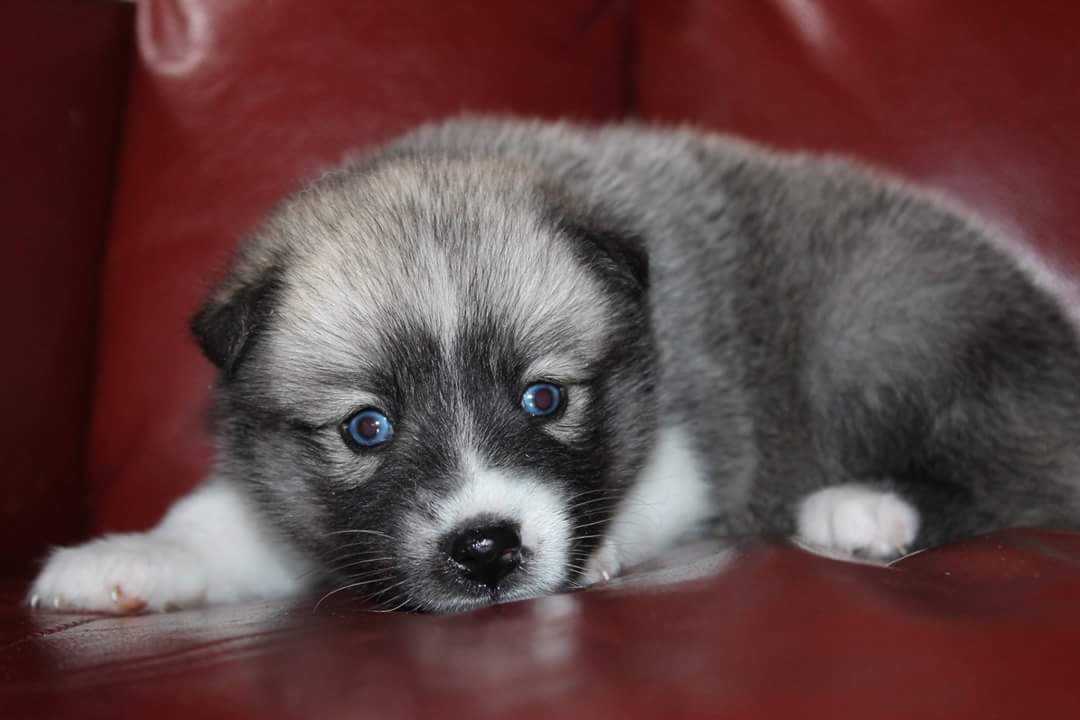 Prairie Sky Pomsky - Pomsky Owners Association Member