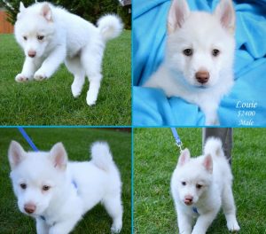 Pristine Pomskies - Pomsky Owners Association Member