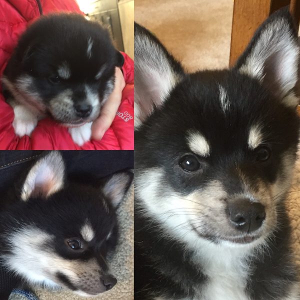 Chinook Pomskies - Pomsky Owners Association Member