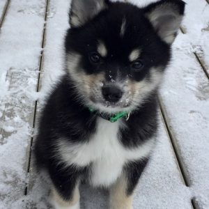 Chinook Pomskies - Pomsky Owners Association Member