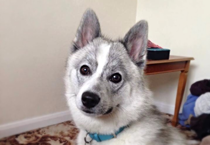Pomsky Photos - Photos of the Pomeranian Husky Mix