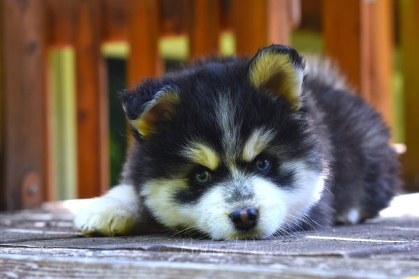 Pomsky Training Part 2: Training Tips (Five Tips Before Pomsky Training)