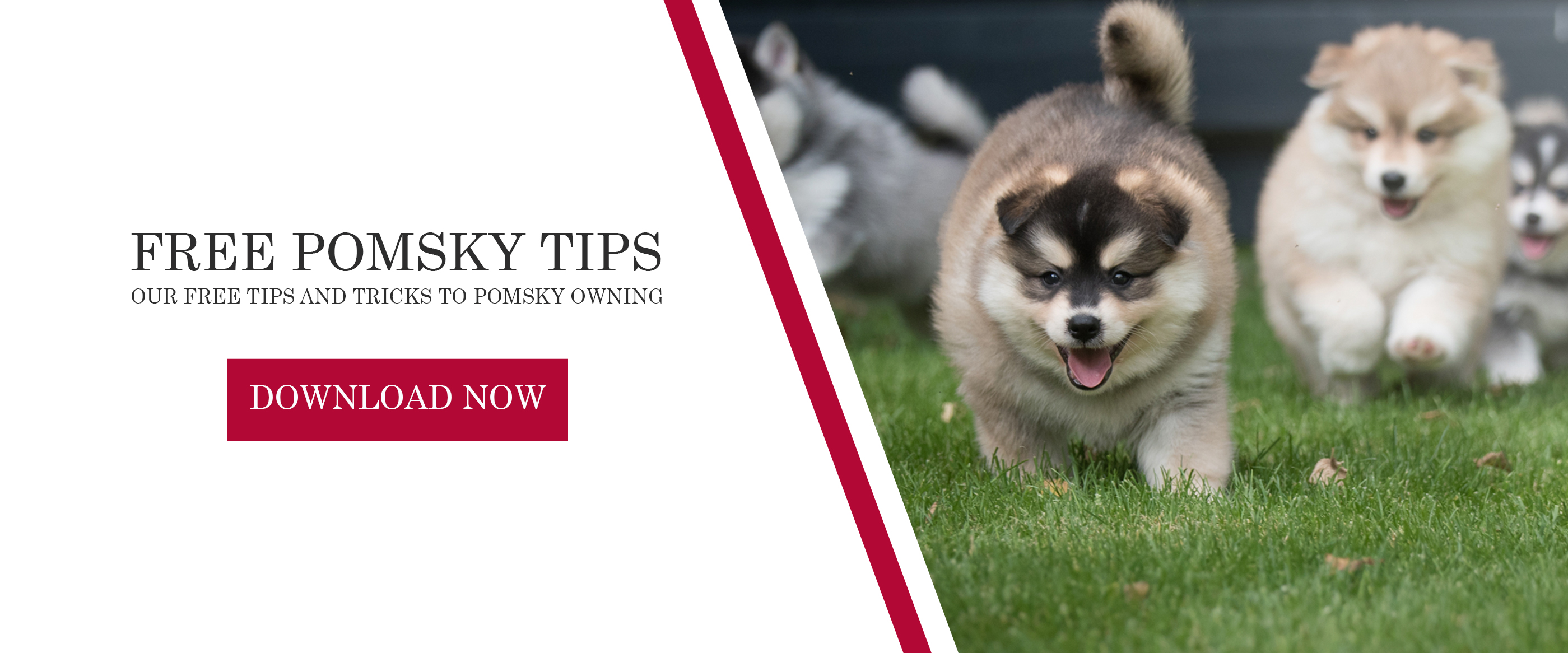 Pomsky Owners Association | Pomsky Owners Association