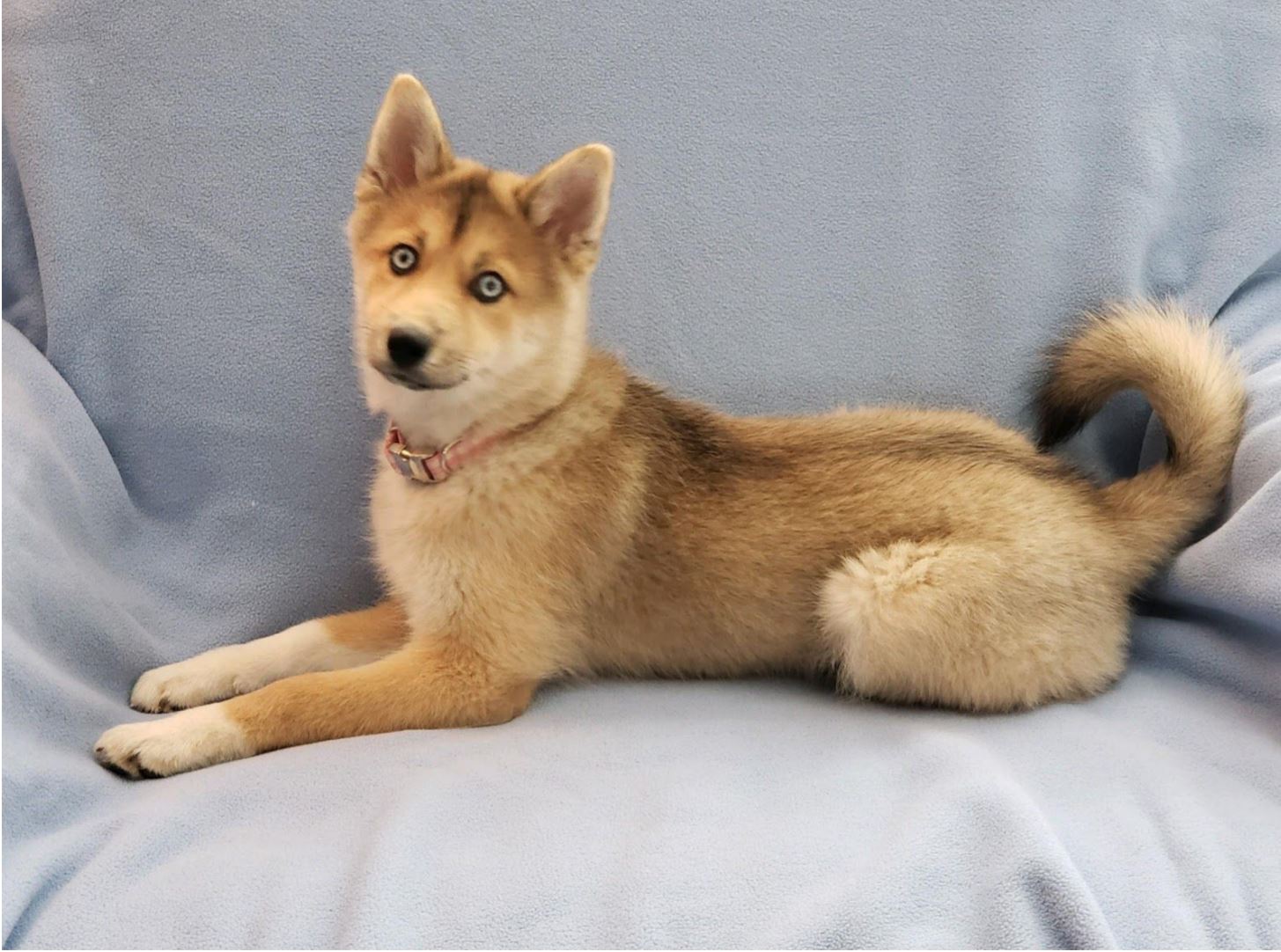 PomskyWood Kennels - Pomsky Owners Association Member