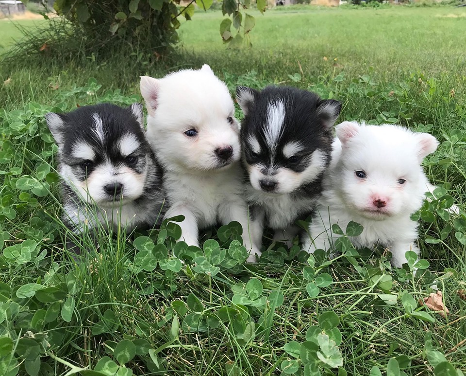 Pomsky Northerns - Pomsky Owners Association