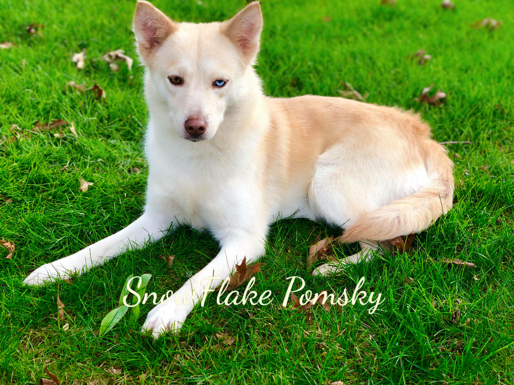 Full Grown 50/50 Adult Pomsky – Pomsky Owners Association