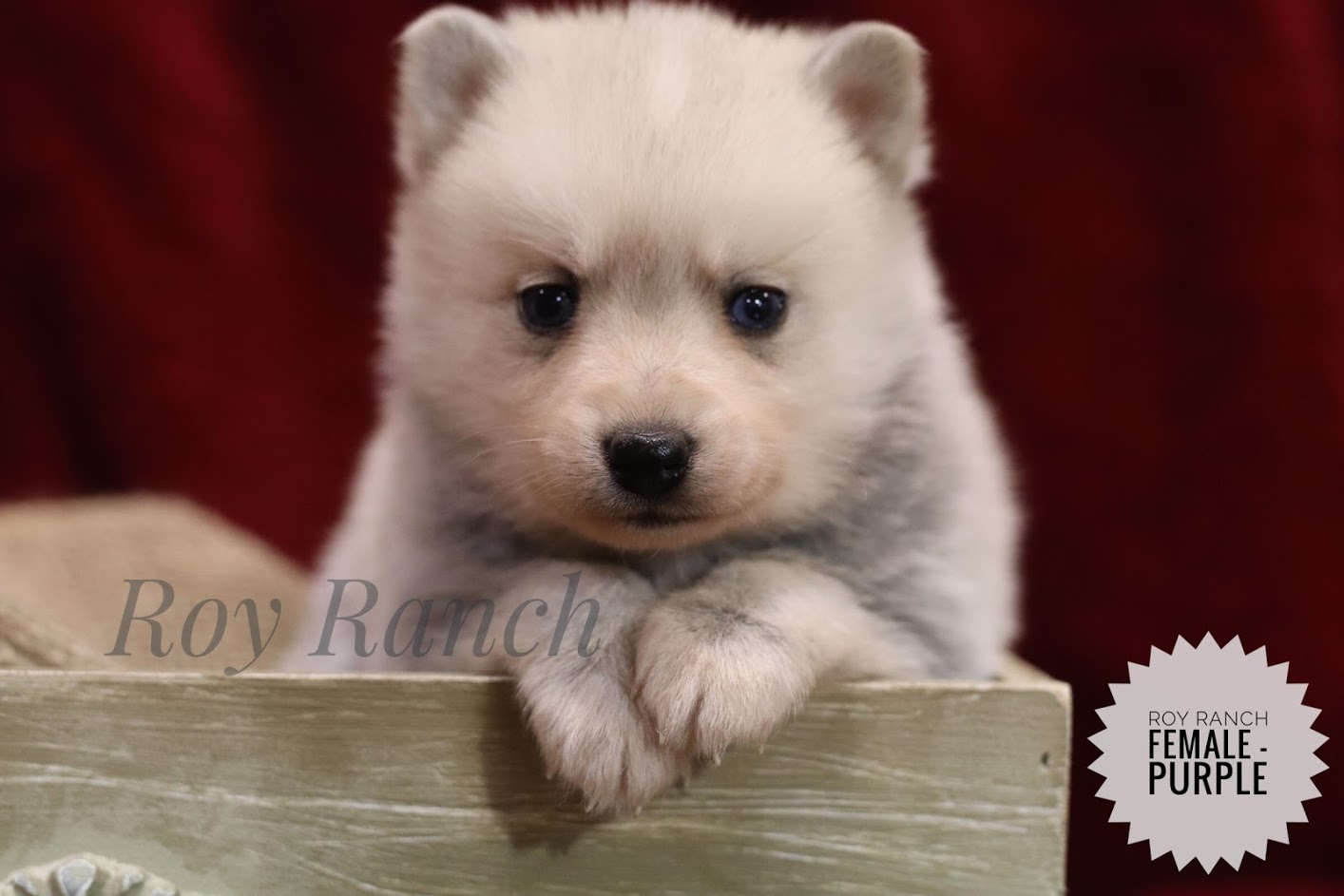 Roy Ranch Pomskies - Pomsky Owners Association Member