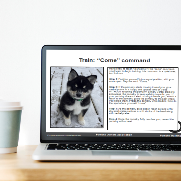 Pomsky Training: Seven Pomsky Potty Training Tips