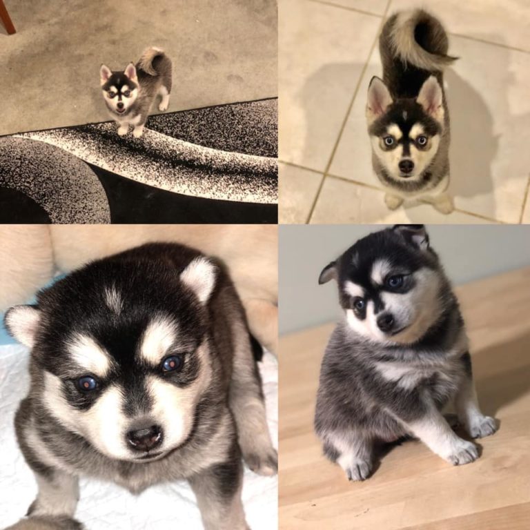 Pomsky Photos - Photos of the Pomsky (Pomeranian Husky Mix)