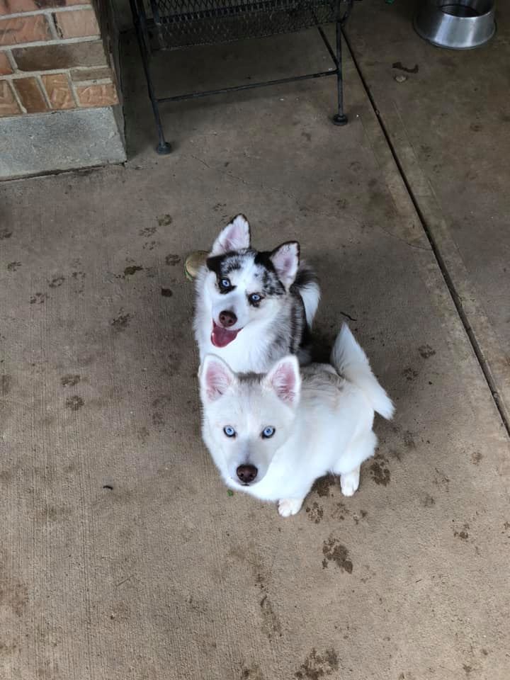 Pomsky Photos - Photos of the Pomsky (Pomeranian Husky Mix)