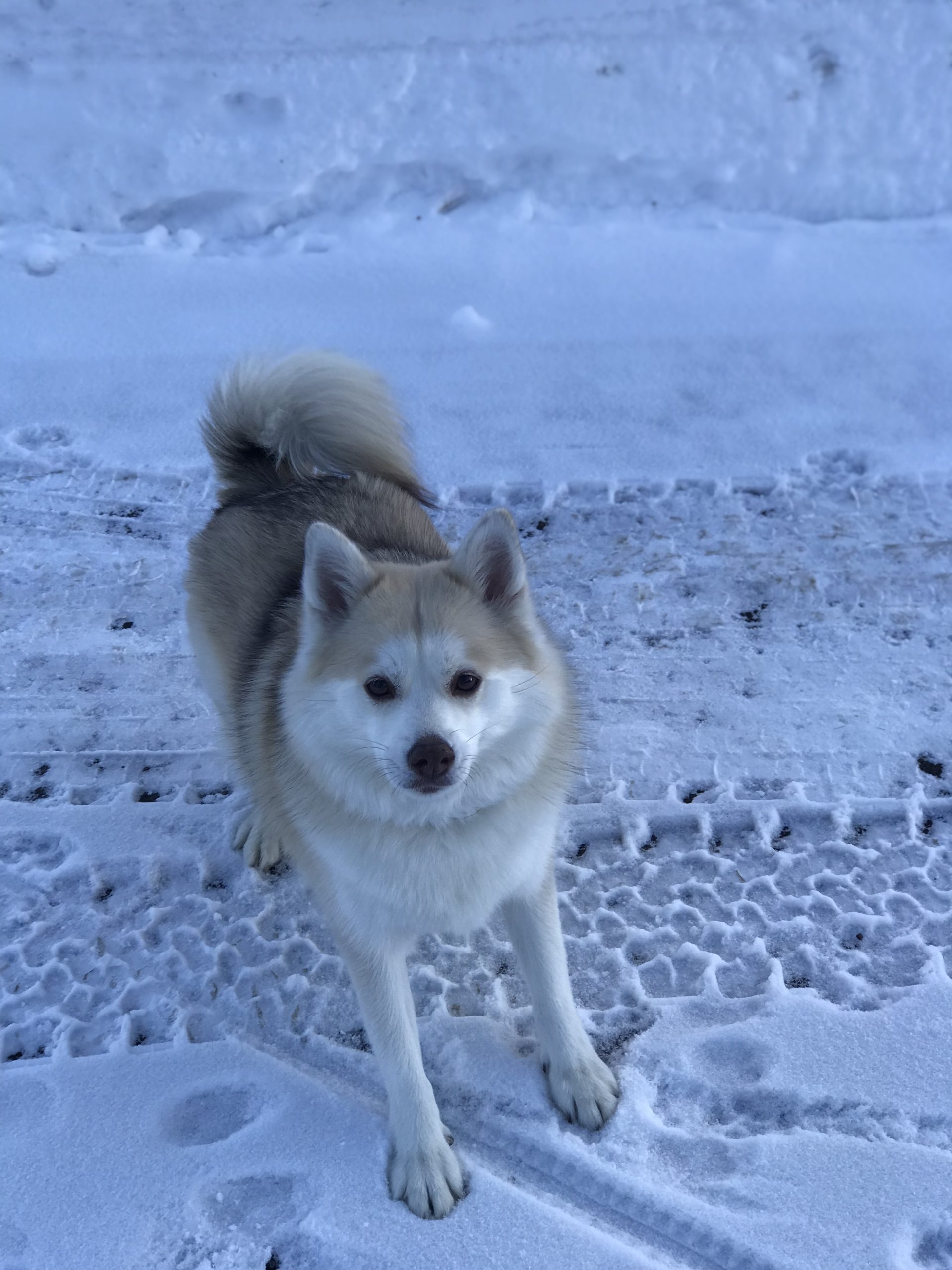 Pomsky Photos - Photos of the Pomsky (Pomeranian Husky Mix)