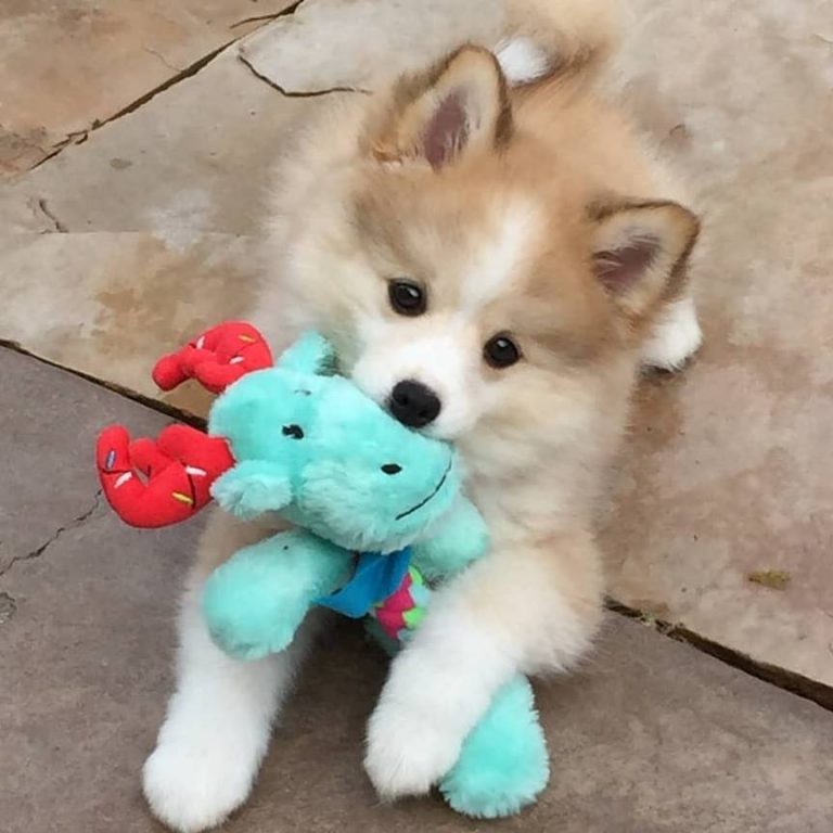 Pomsky Toys – Best Engagement Toys For Pomskies