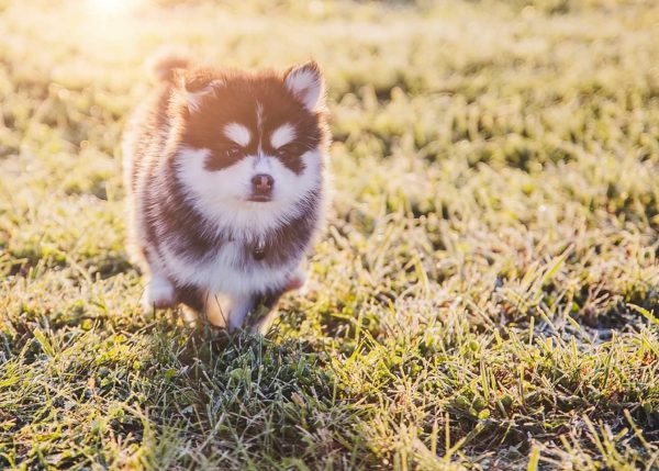 Pomsky Breeders - Approved Pomsky Breeders Of The Pomsky Owners Association
