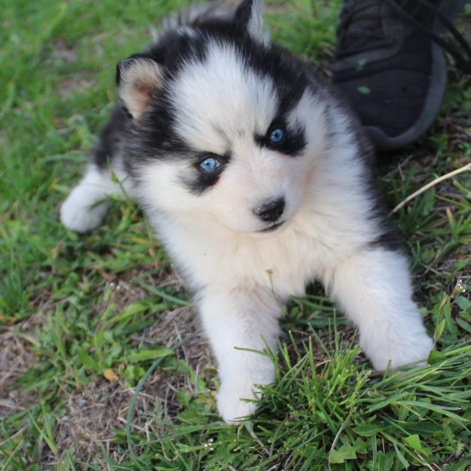 Pomsky Puppy Price: What to Expect - Pomsky Owners Association