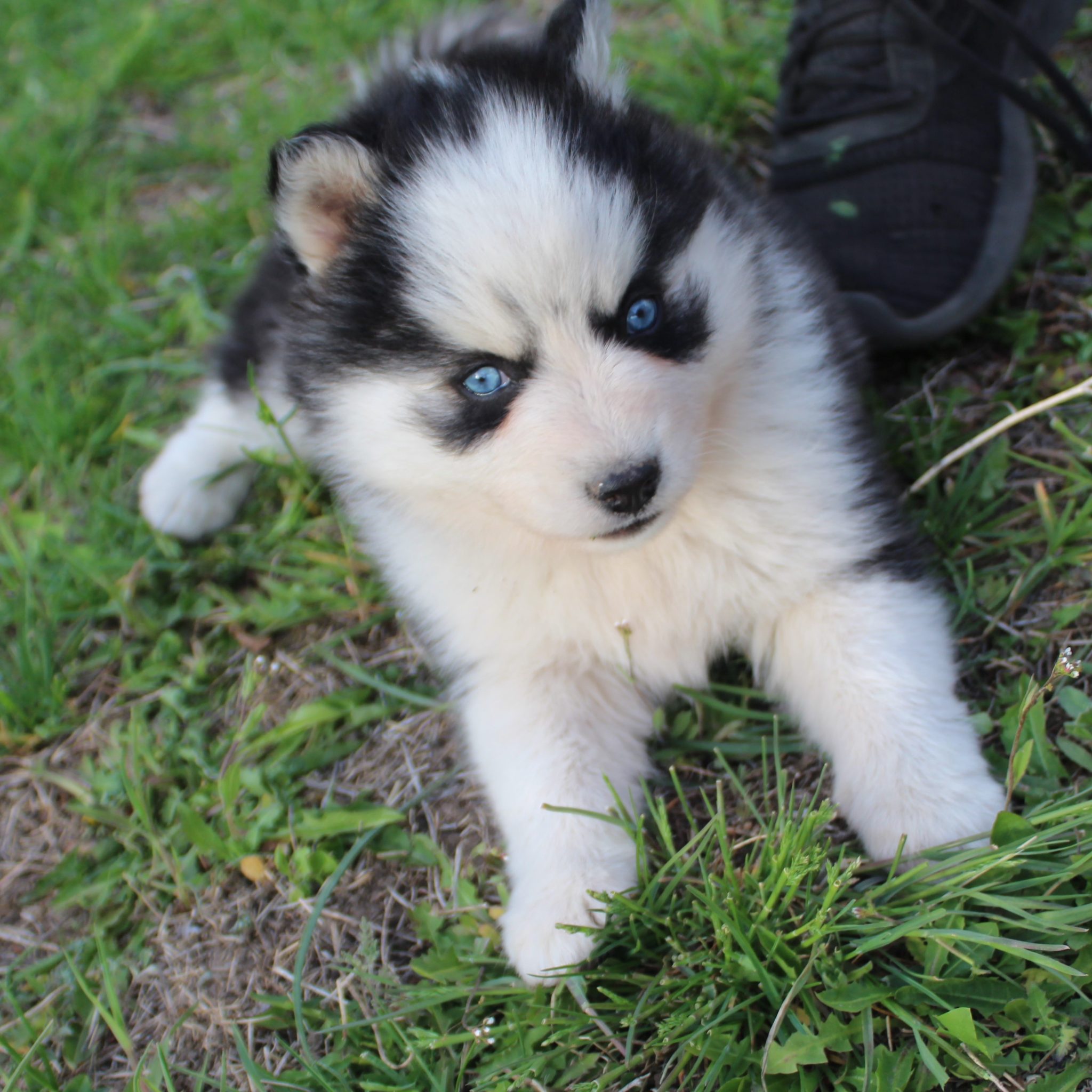 Pomsky Puppy Price: What to Expect - Pomsky Owners Association