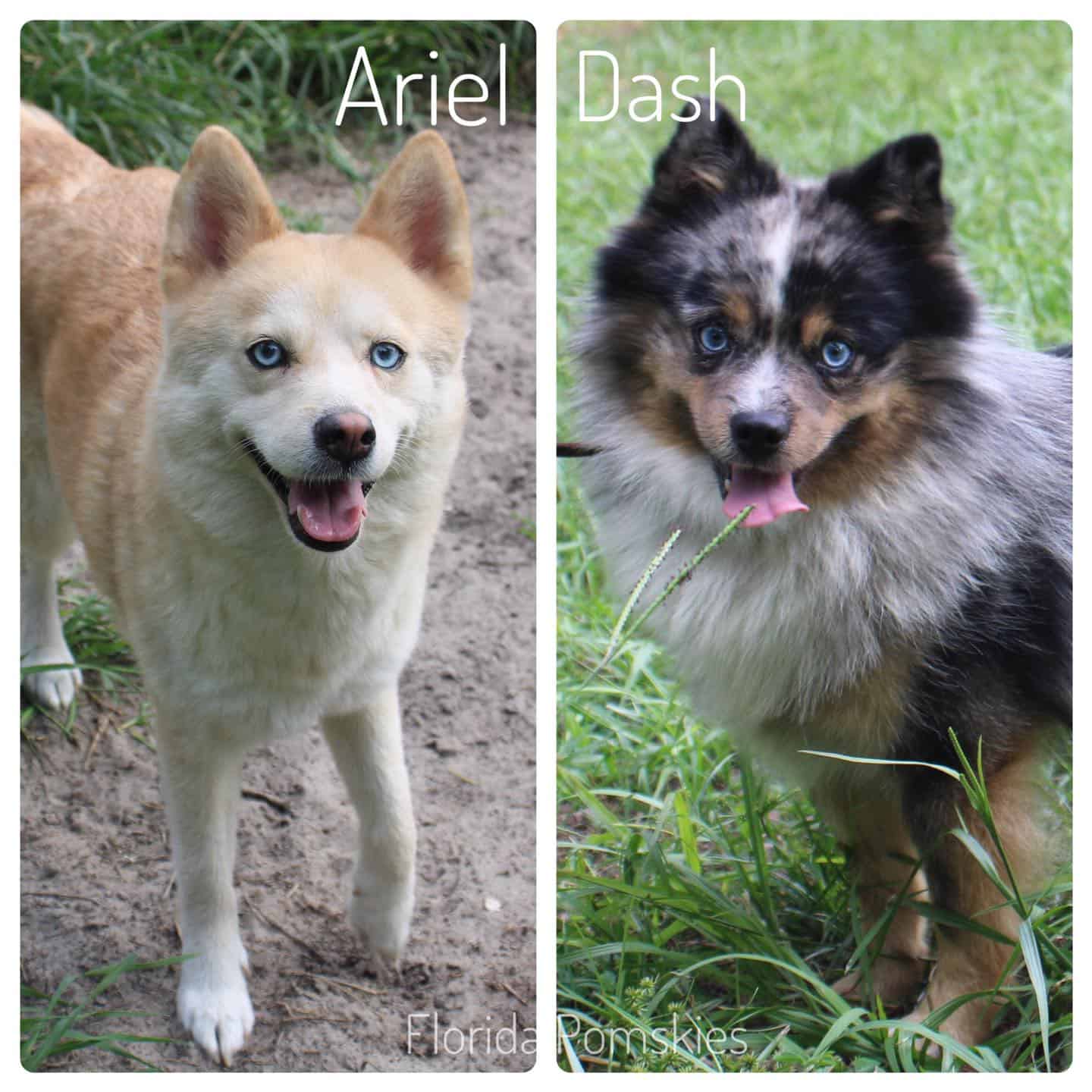 Florida Pomskies - Pomsky Owners Association Member