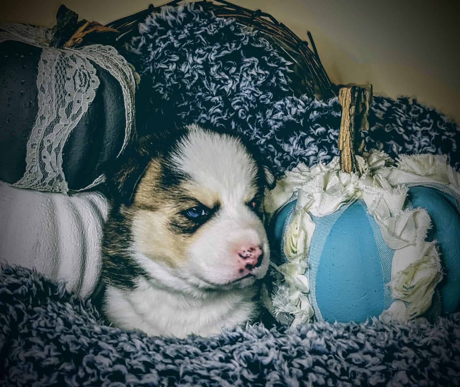 Gypsy Rose Pomskies - Pomsky Owners Association Member