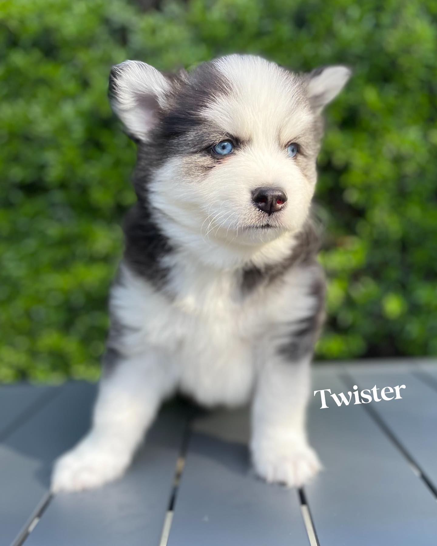 Available Pomskies from Golden State Pomskies - Pomsky Owners Association