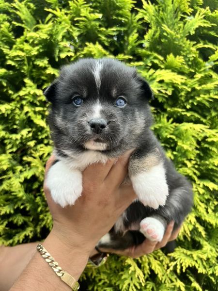 Pomsky Nederland - Pomsky Owners Association