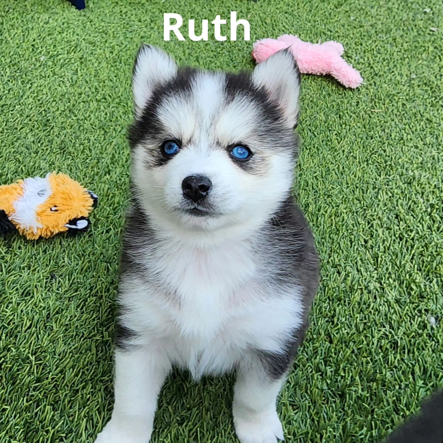 Available Pomskies from Purely Pomskies - Pomsky Owners Association