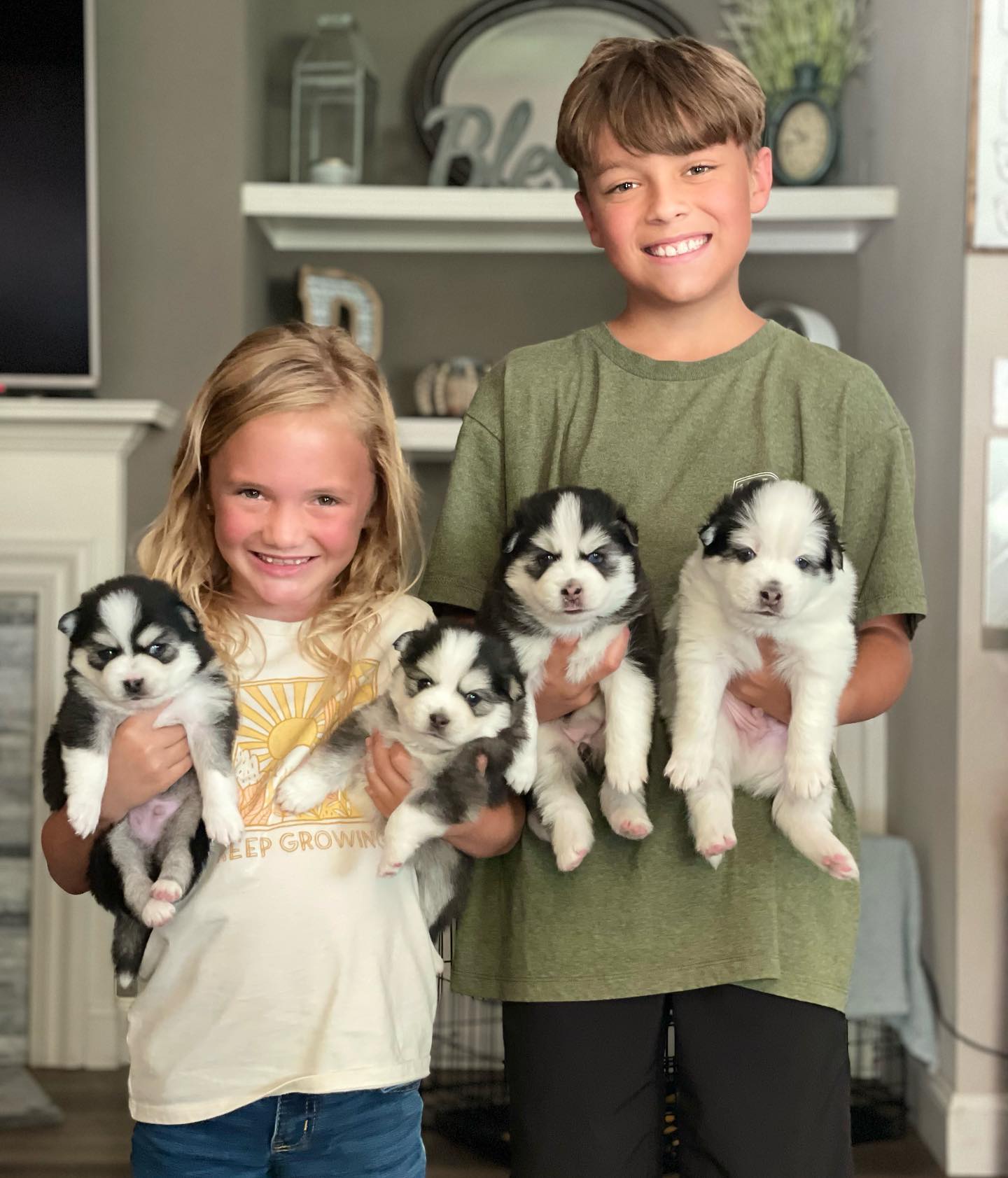 Available Pomskies from Golden State Pomskies - Pomsky Owners Association