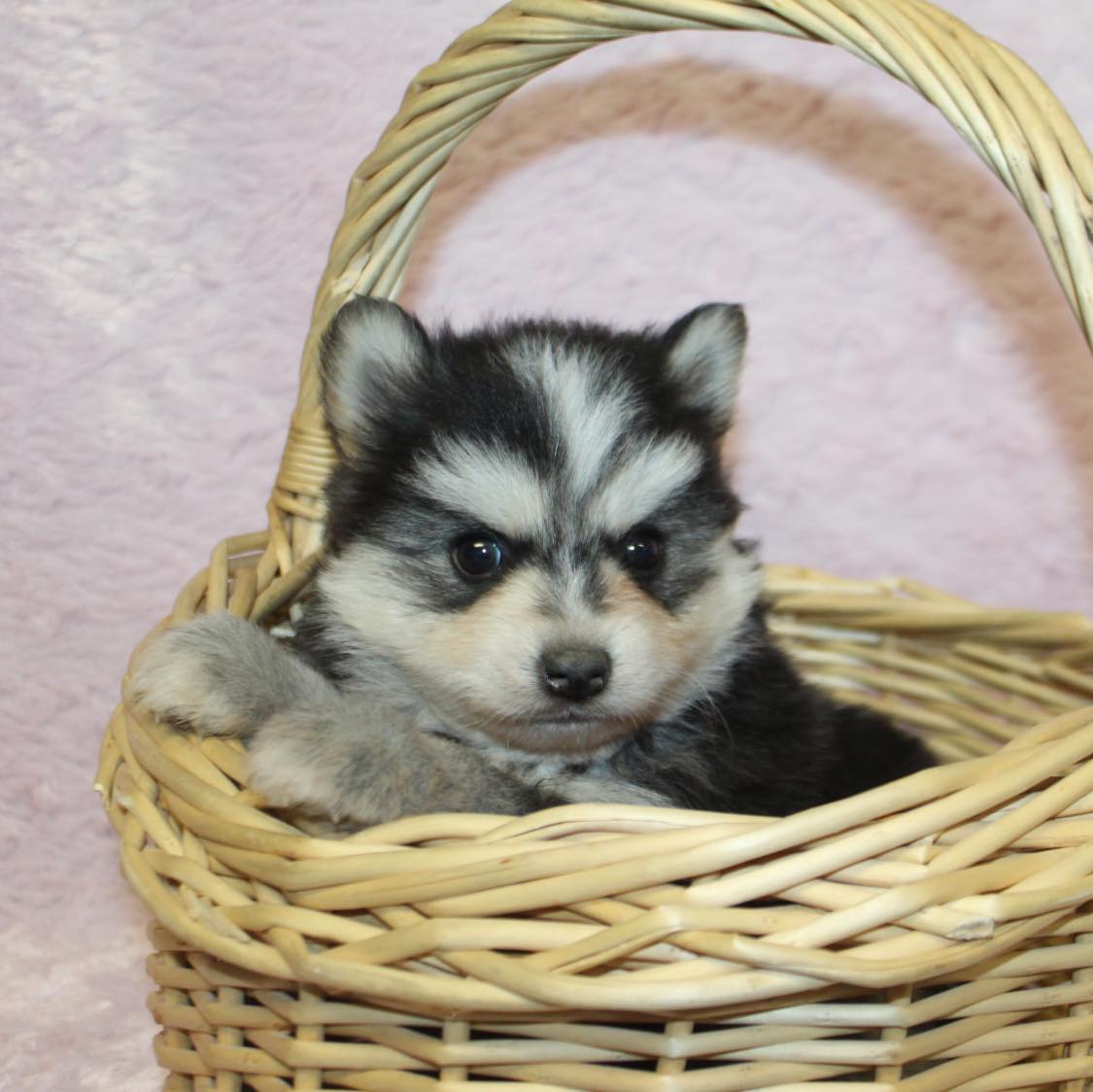 Available Pomskies from Brookside Pomsky - Pomsky Owners Association