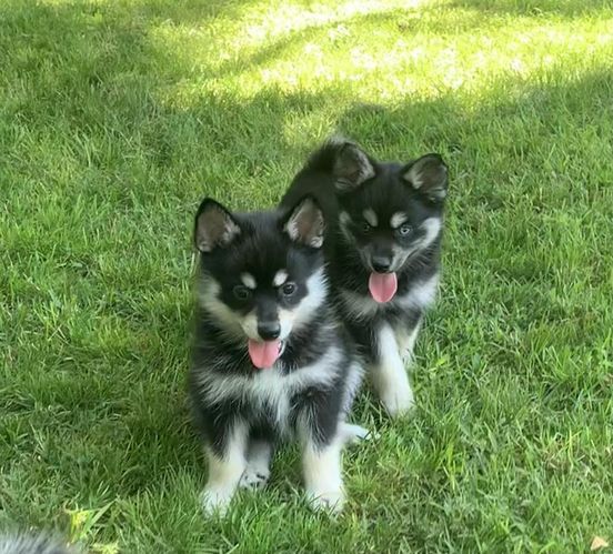 Available Pomskies from Roy Ranch Pomskies - Pomsky Owners Association