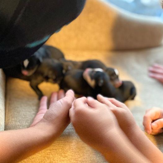 Available Pomskies from Puget Sound Pomskies - Pomsky Owners Association