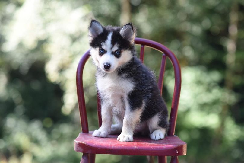 Available Pomskies from Ocean View Pomskies - Pomsky Owners Association