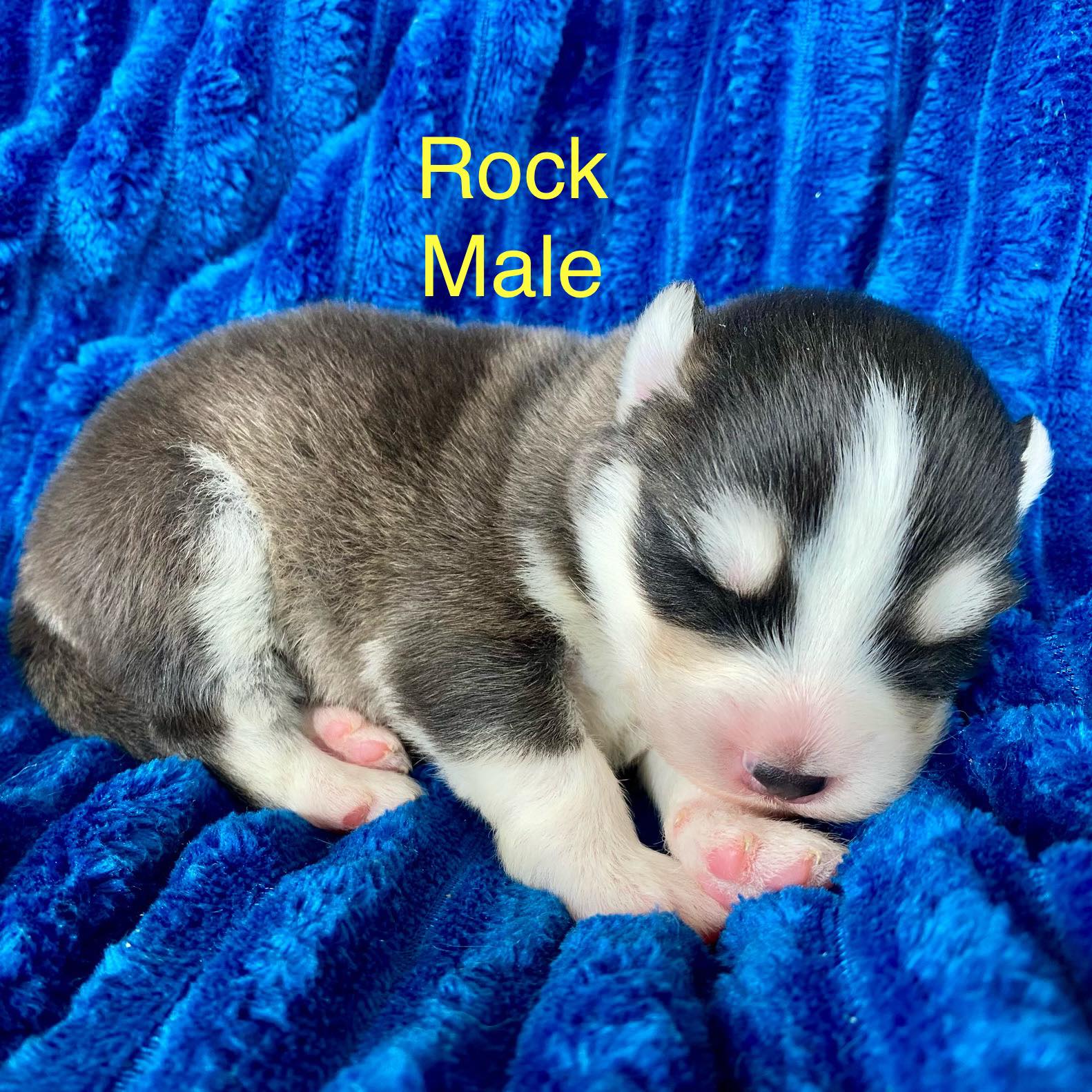 Available Pomskies from Oxsana Perfect Pomsky - Pomsky Owners Association