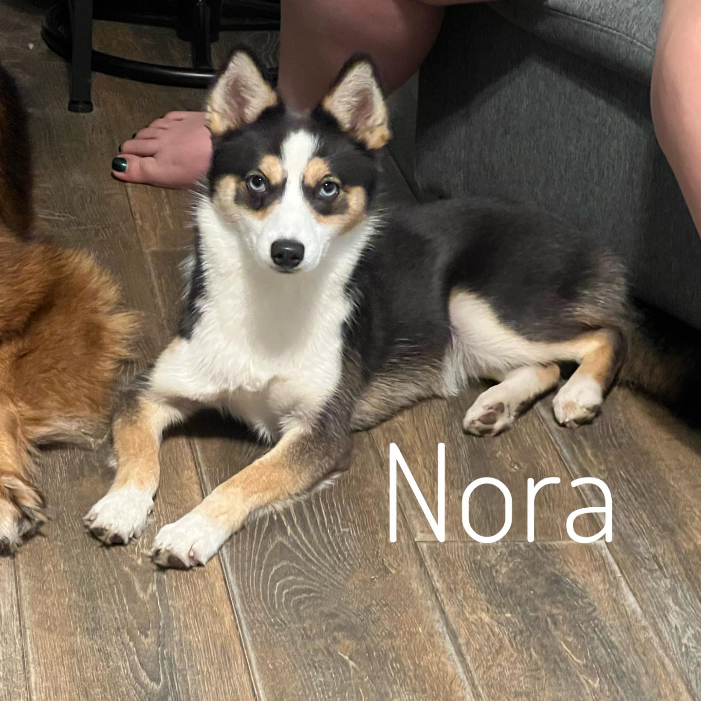 Available Pomskies from Florida Pomskies - Pomsky Owners Association