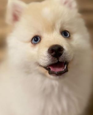 Available Pomskies from Arctic Tails Spitz - Pomsky Owners Association