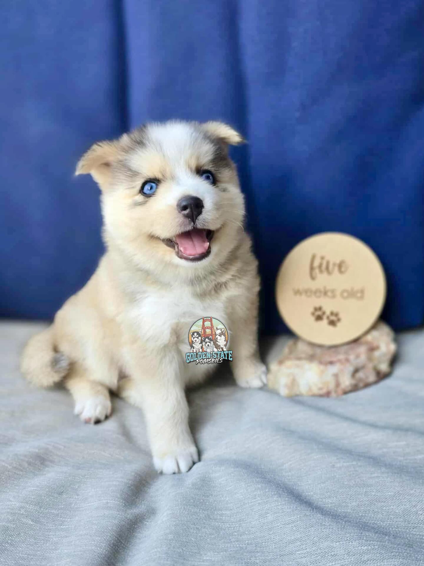 Available Pomskies from Golden State Pomskies - Pomsky Owners Association