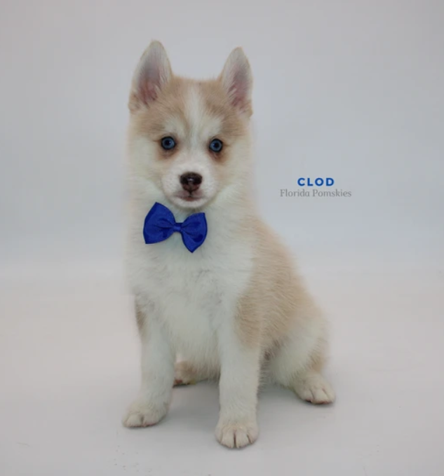 Available Pomskies from Florida Pomskies - Pomsky Owners Association