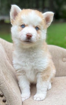 Available Pomskies from Puget Sound Pomskies - Pomsky Owners Association