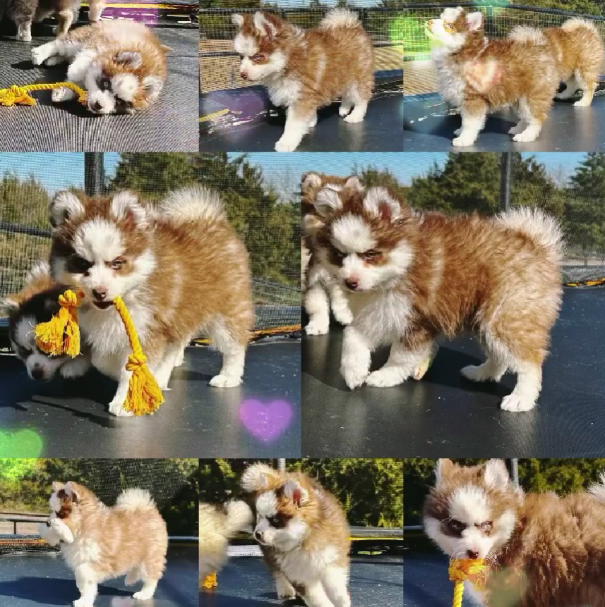 Available Pomskies from The Painted Pomsky - Pomsky Owners Association