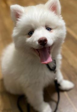 Available Pomskies from Arctic Tails Spitz - Pomsky Owners Association