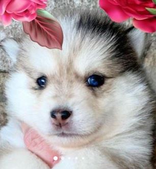 Available Pomskies from Hemlock Pines Pomsky - Pomsky Owners Association