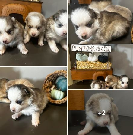 Available Pomskies from The Painted Pomsky - Pomsky Owners Association