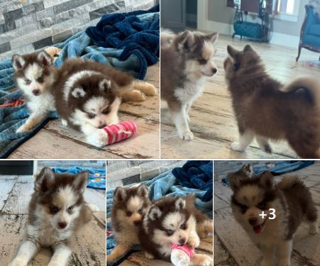 Available Pomskies from The Painted Pomsky - Pomsky Owners Association