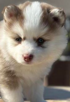 Available Pomskies from The Painted Pomsky - Pomsky Owners Association
