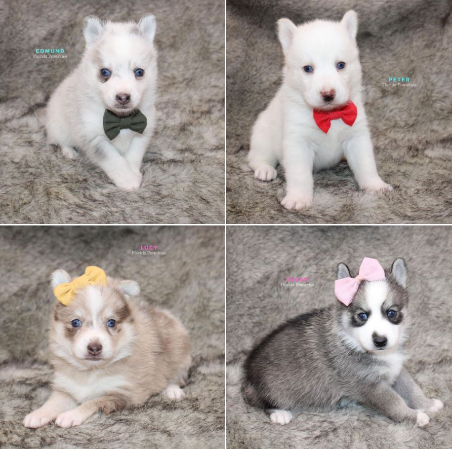 Available Pomskies from Florida Pomskies - Pomsky Owners Association
