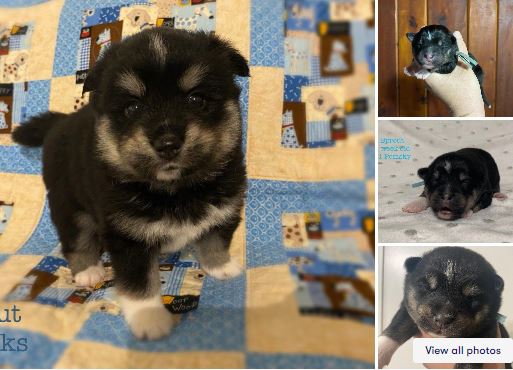 Available Pomskies from Arctic Tails Spitz - Pomsky Owners Association