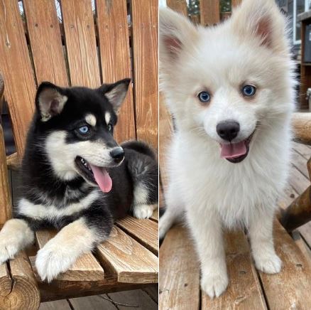 Available Pomskies from Roy Ranch Pomskies - Pomsky Owners Association