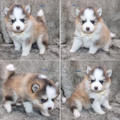 Available Pomskies from Florida Pomskies - Pomsky Owners Association