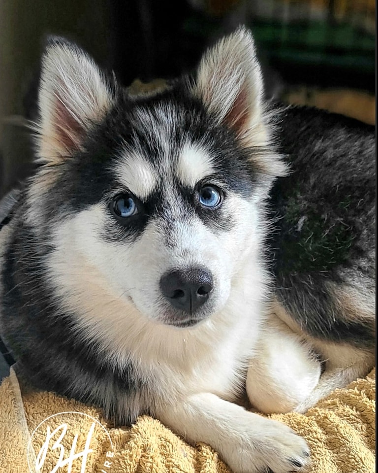 Available Pomskies from Brick'House Couture Pomskies - Pomsky Owners ...