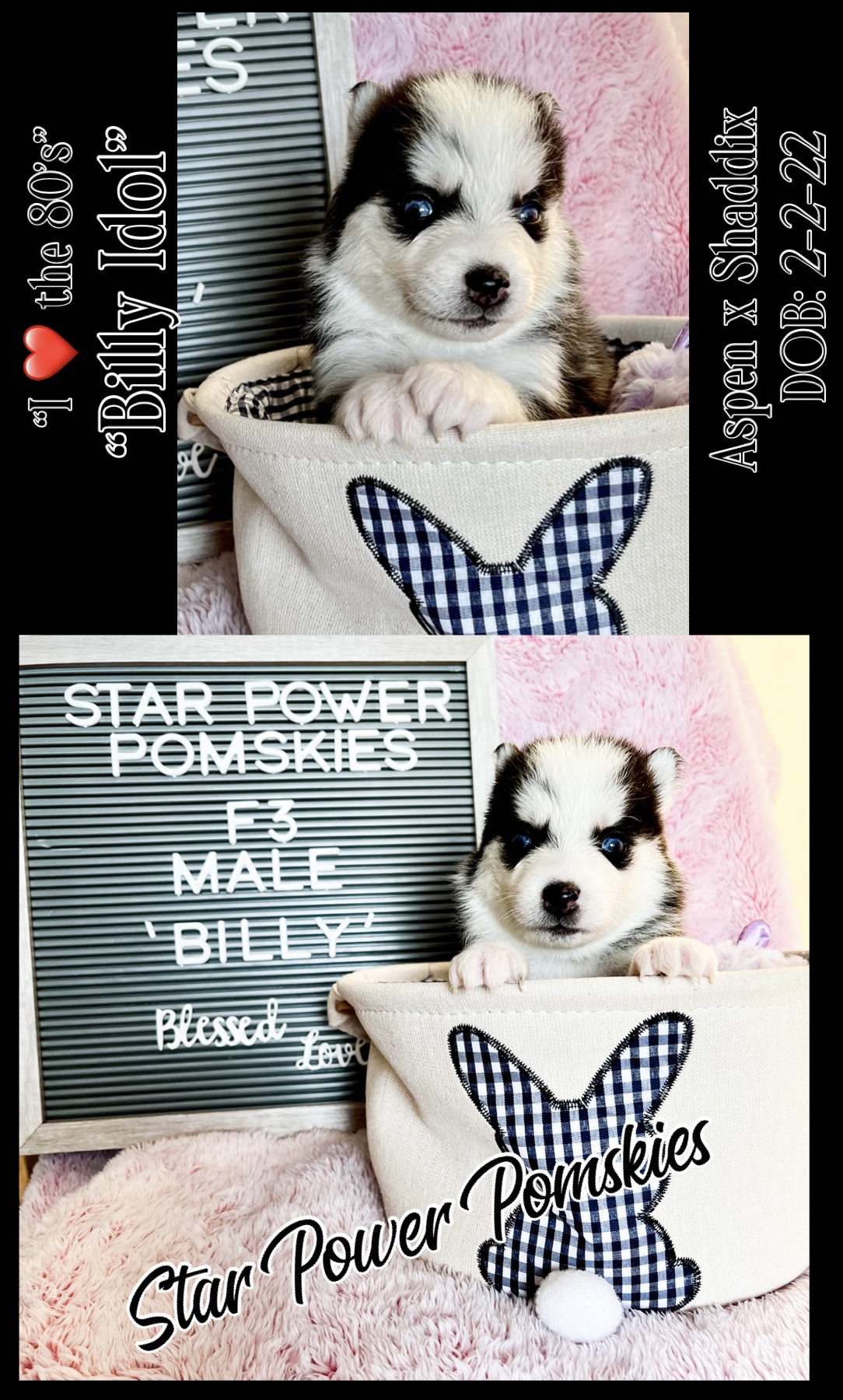 Star Power Pomskies - Pomsky Owners Association