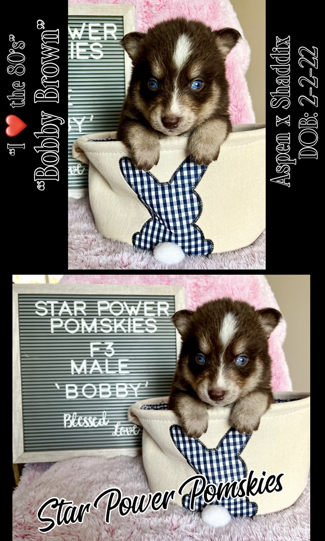 Star Power Pomskies - Pomsky Owners Association