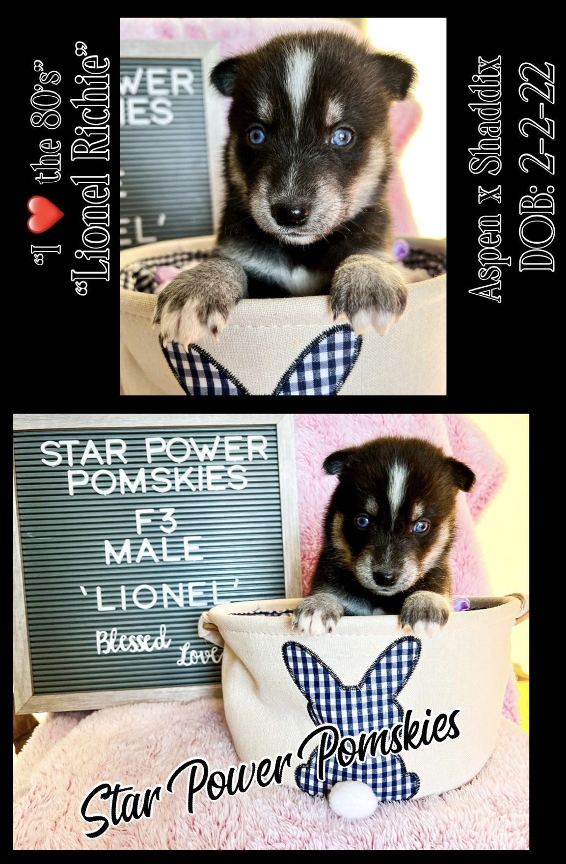 Star Power Pomskies - Pomsky Owners Association